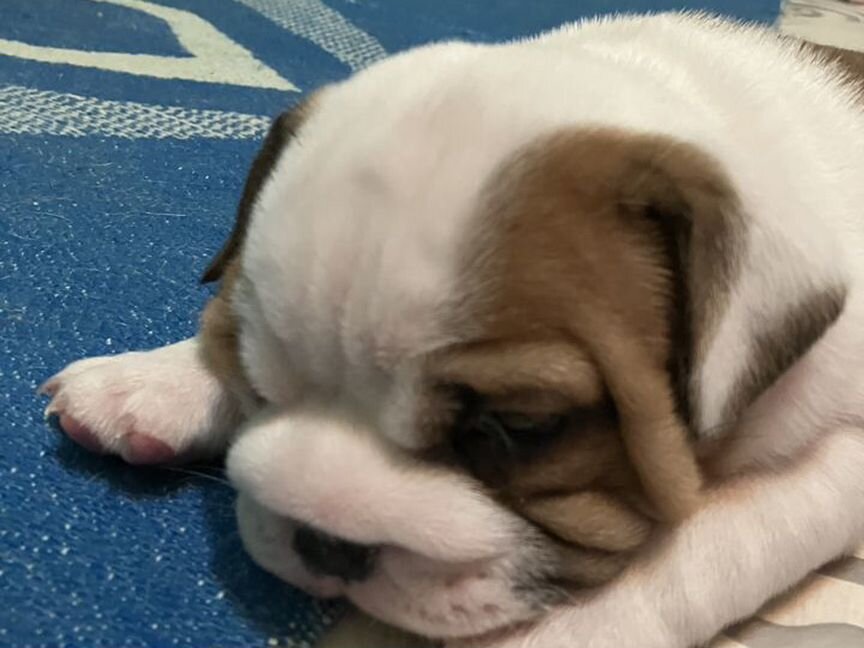 Продажа Английских бульдожек