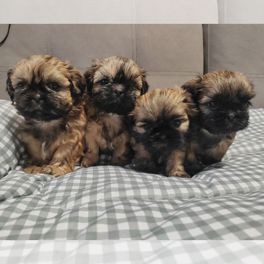 Ши-тцу, щенок