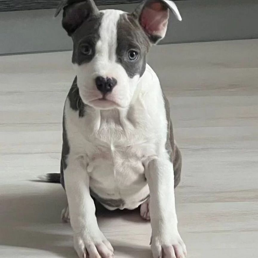 Стафарширский терьер