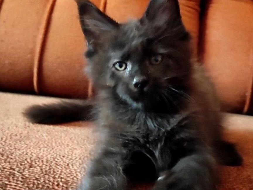 Котята мейн-кун черный