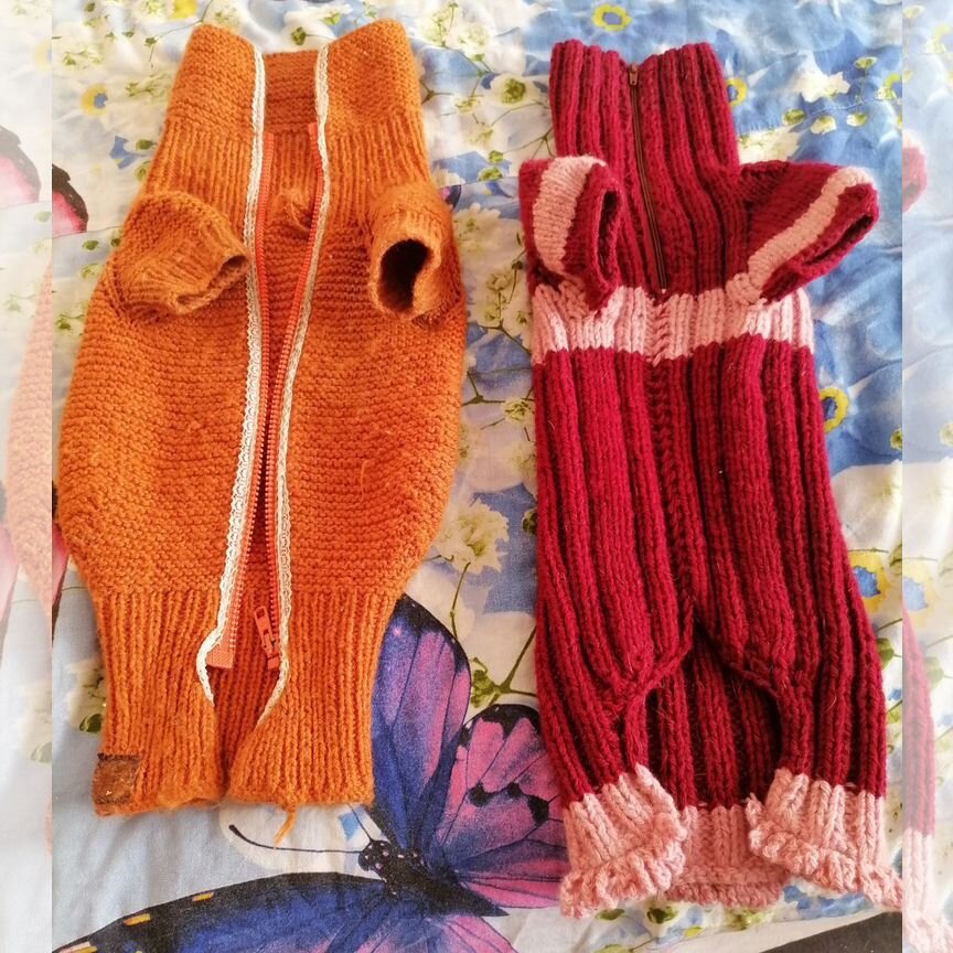 Вещи для таксы