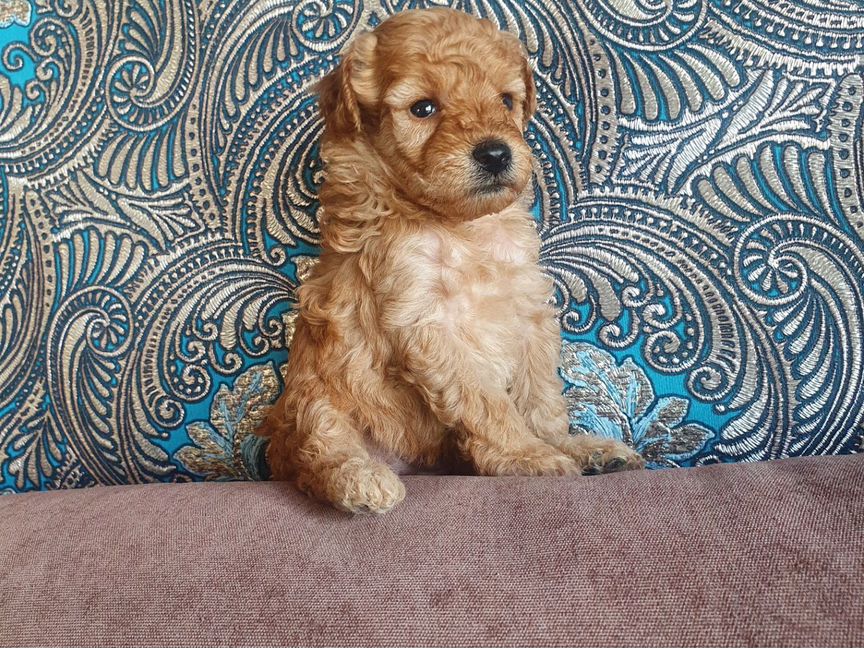 Той-пудель мини