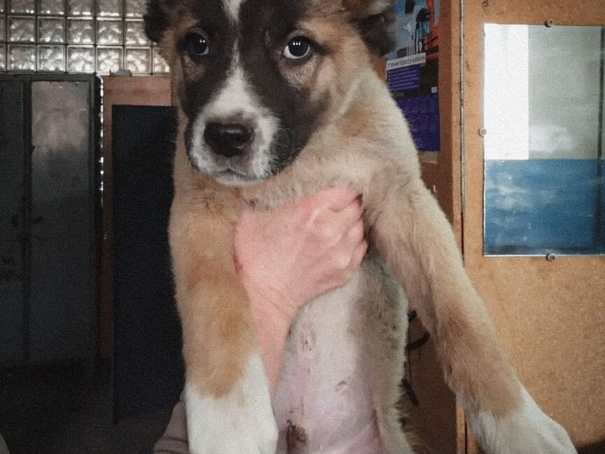 Щенки Алабая в добрые руки