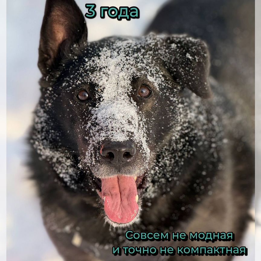 Взрослая собака в добрые руки