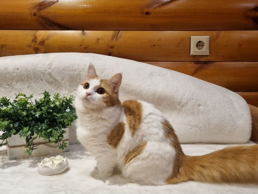 Котики породы манчкин