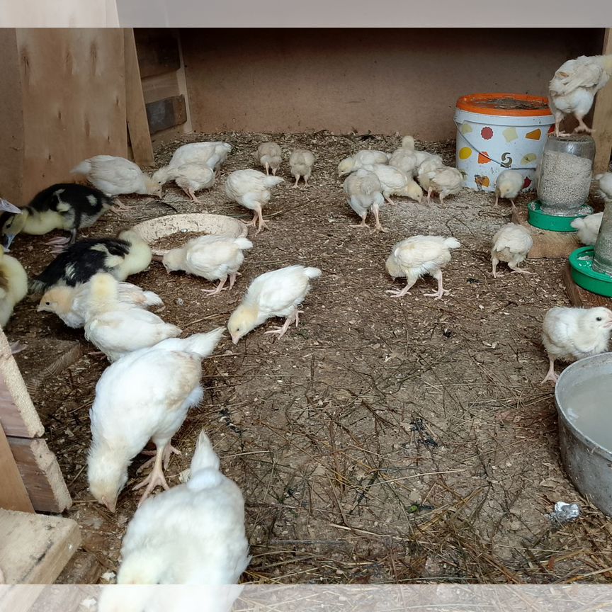 Продам цыплят петушков