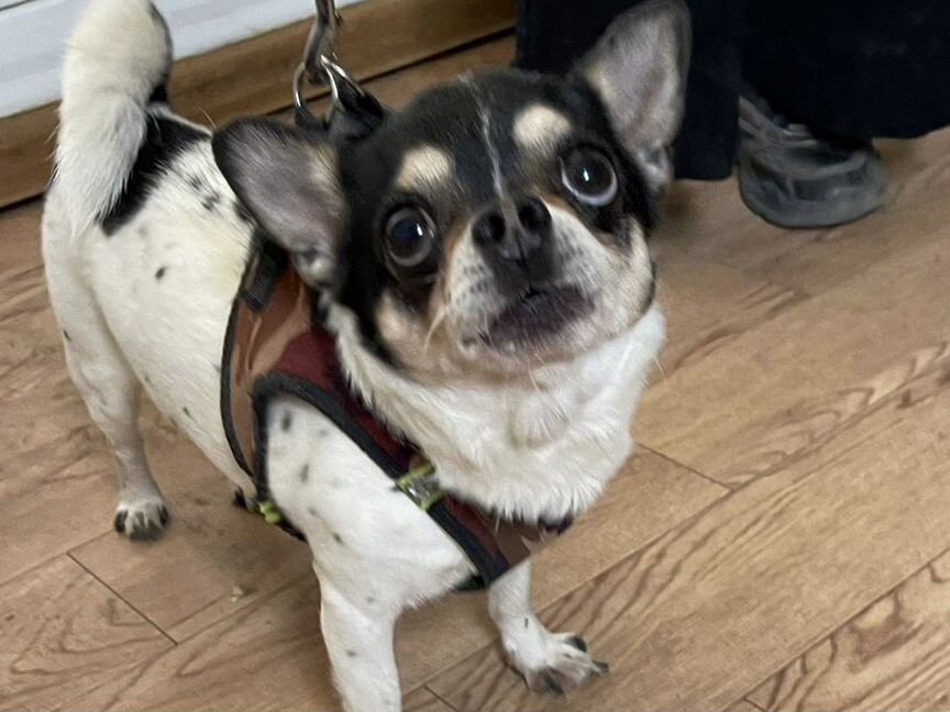 Чихуахуа в добрые руки