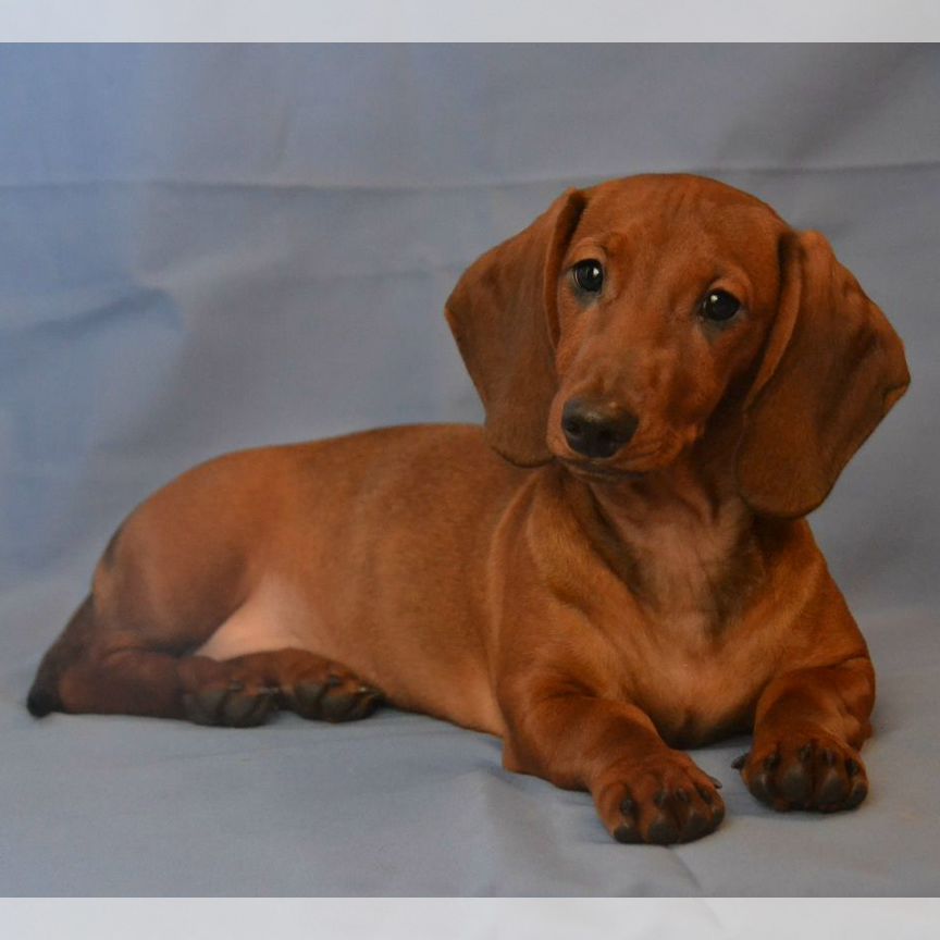 Такса, щенок