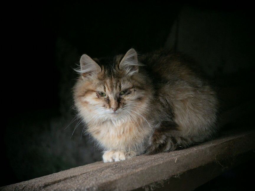 Котенок брошен на даче