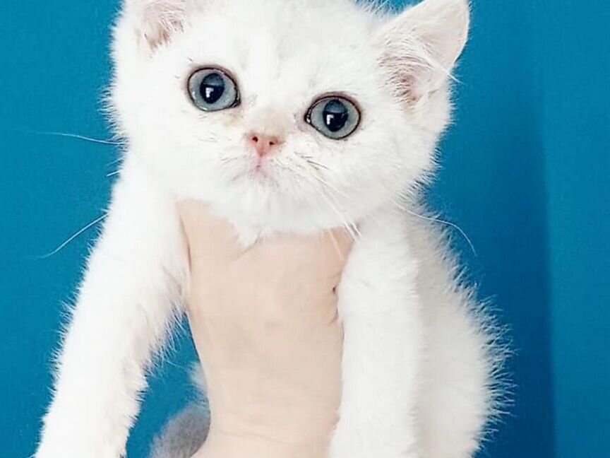 Супер кукольная девочка британка