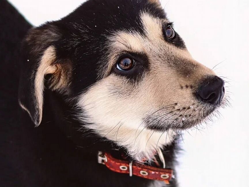 Бемби. Щенок 3 месяца в добрые руки