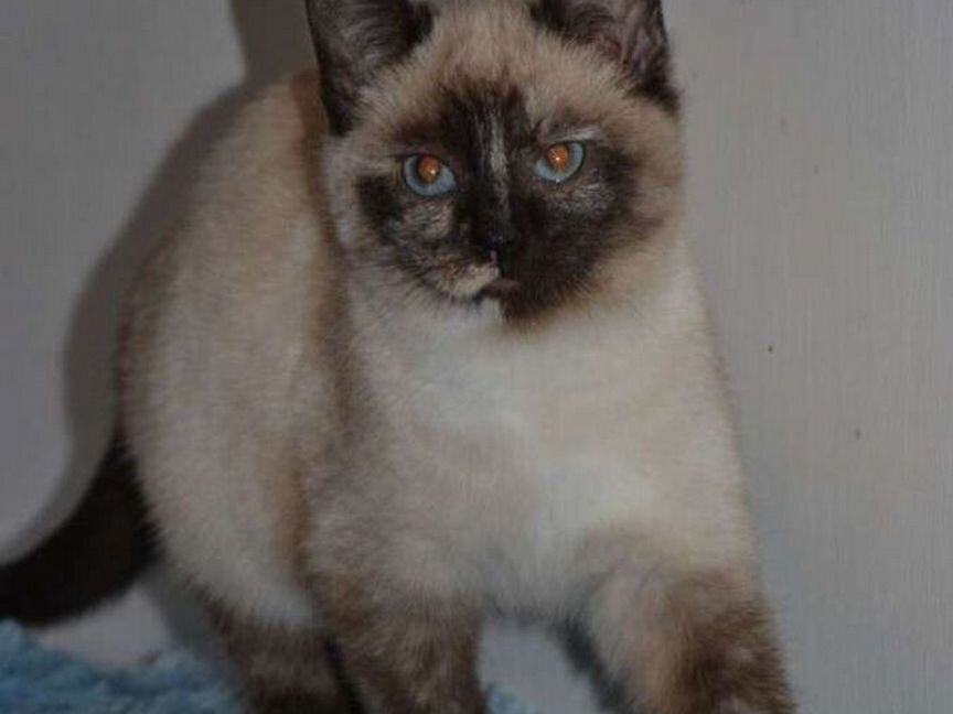 Аврора ищет дом