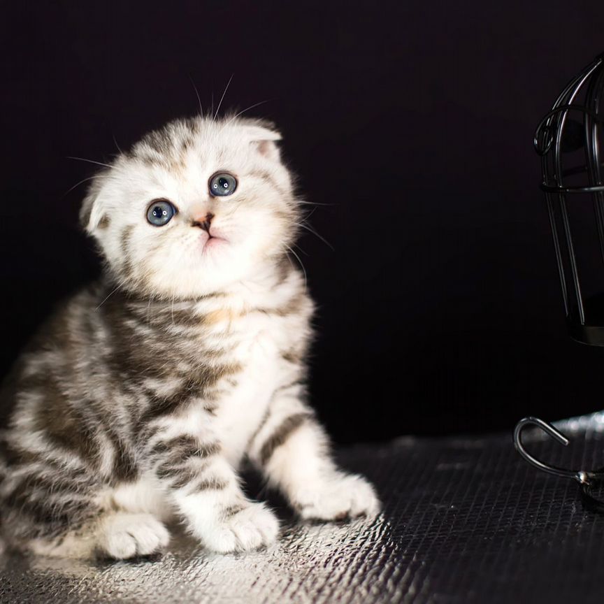 Котенок вислоухая мраморная девочка