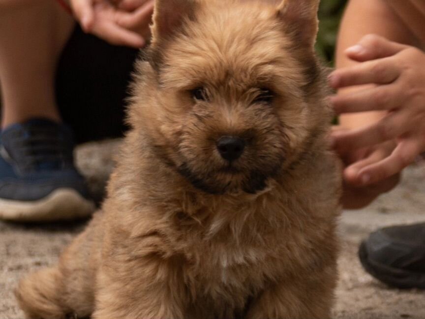 Норвич терьер