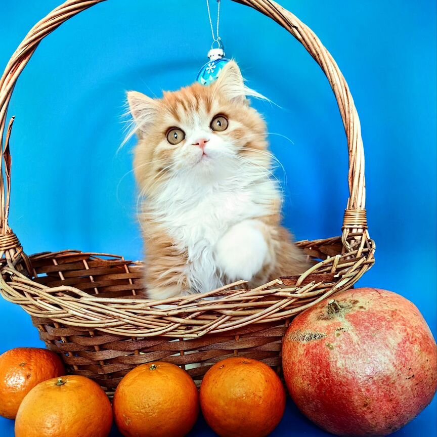 Шикарный шотландский котенок