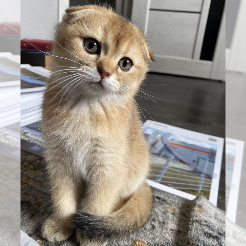Шотландский вислоухий короткошёрстный котёнок