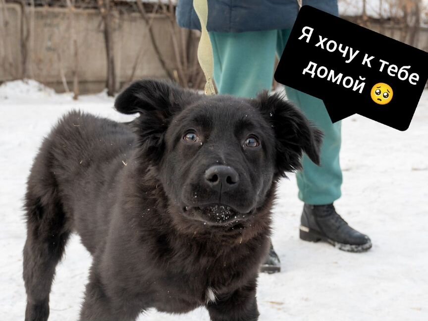 Красавица Джемма ищет Семью