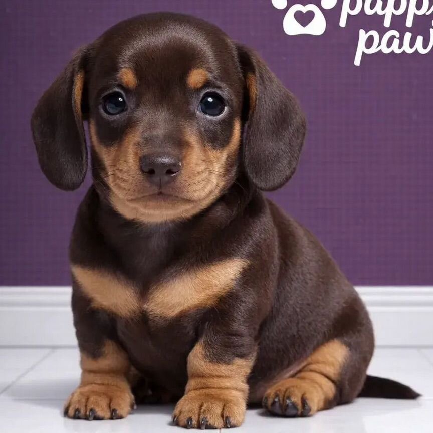 Карликовая такса, щенок