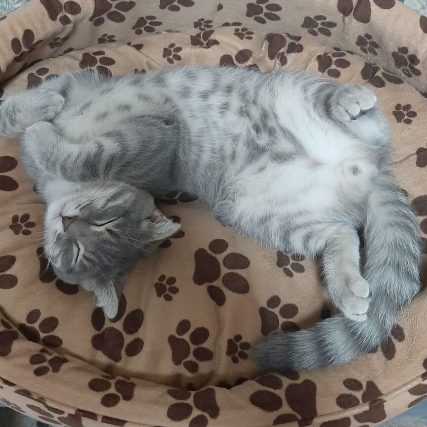 Лежанка для кошек