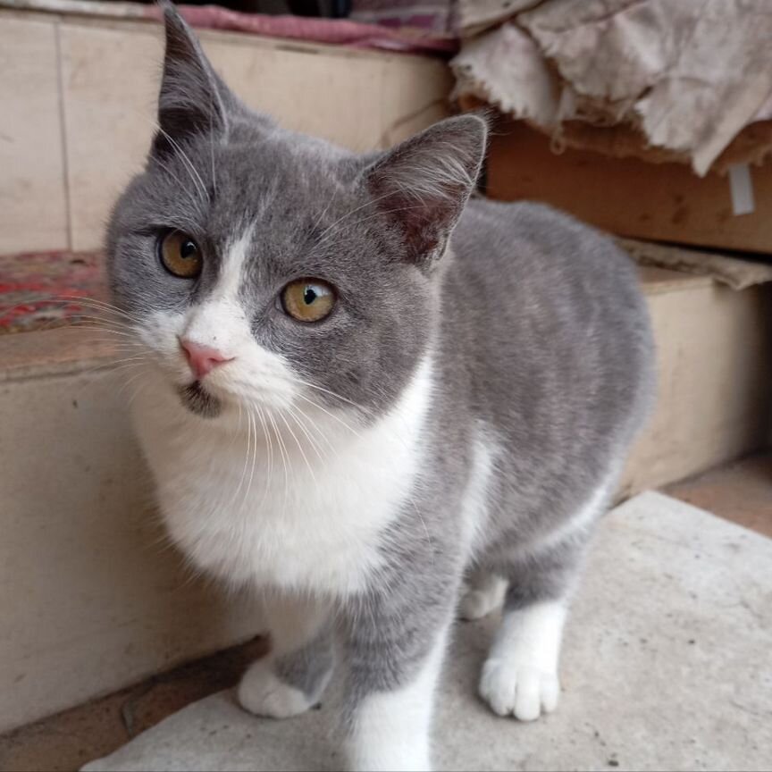 Симпатичный котик ищет хозяев