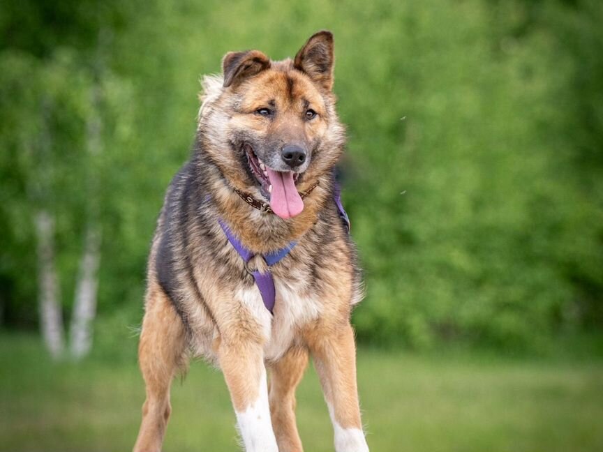 Молодой песик Скуби ищет дом