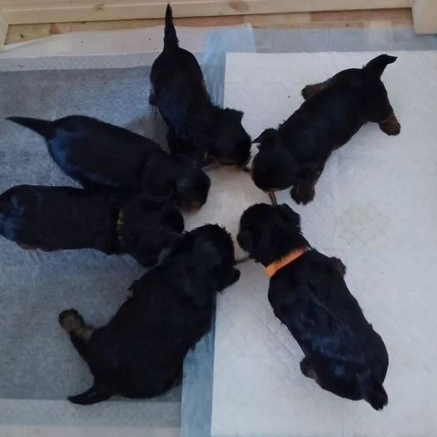 Йоркширский терьер, щенок