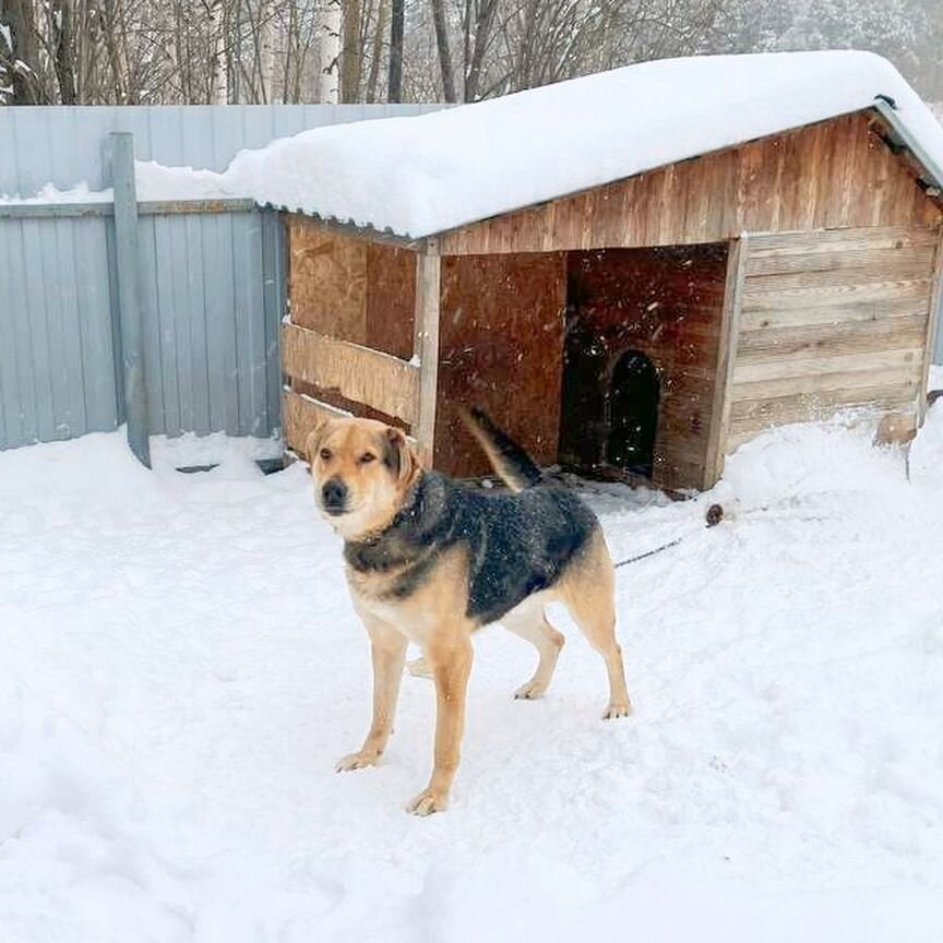 Собака в добрые руки