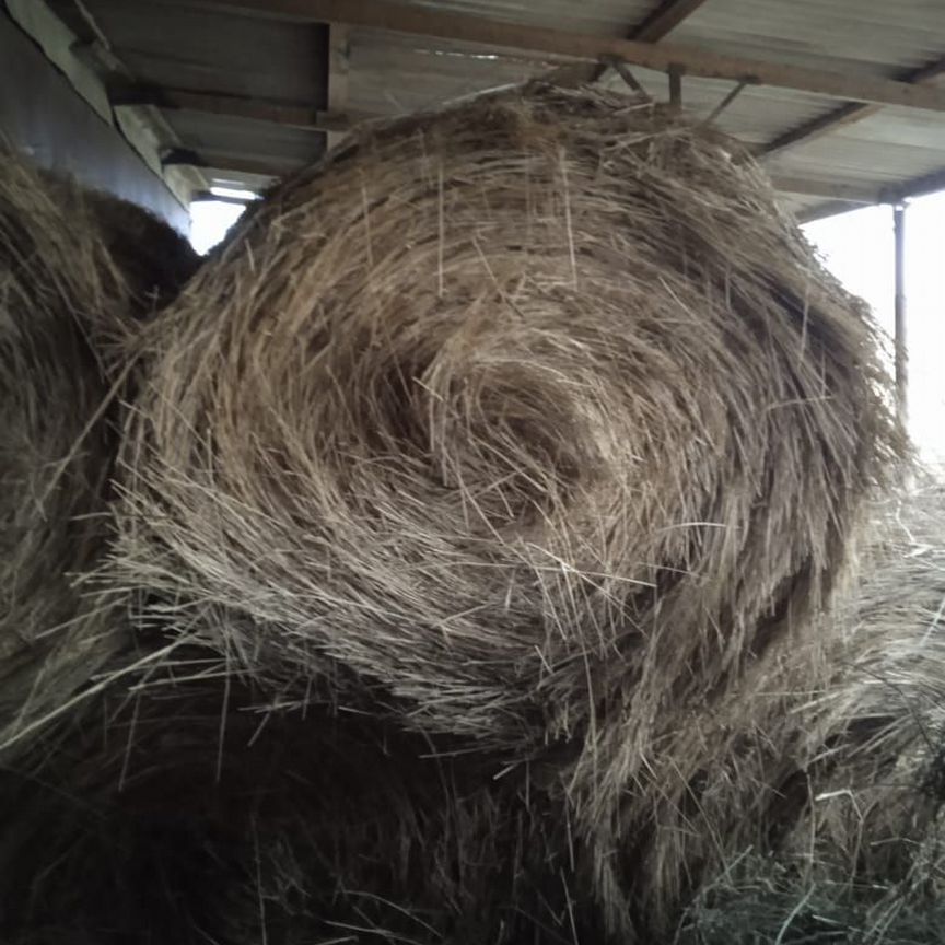 Сено в рулонах