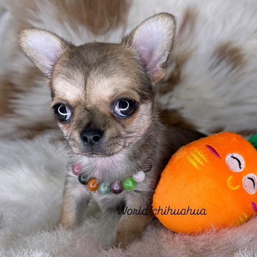 Кукольный Мини Малыш Чихуахуа