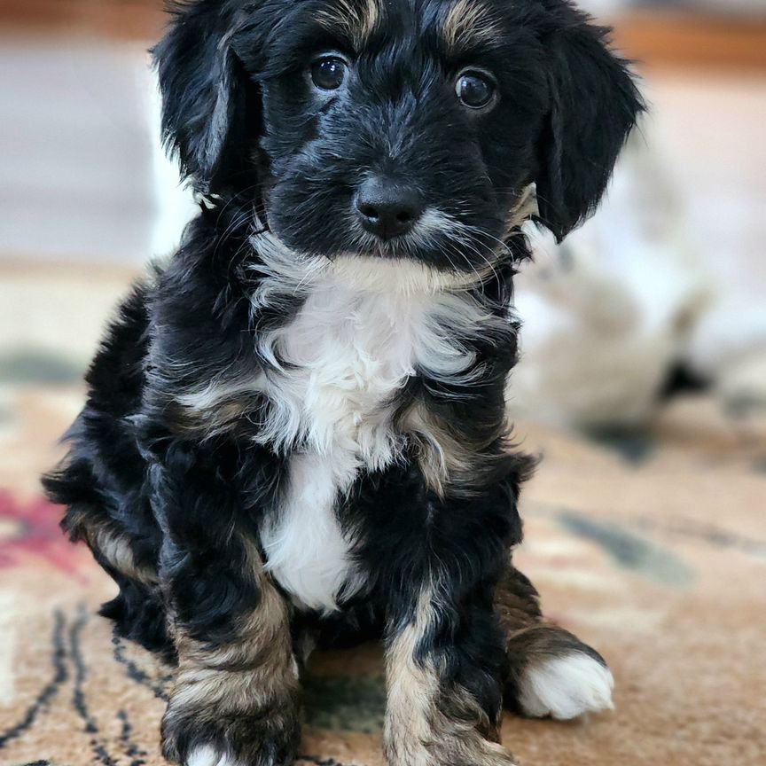 Щенок болонки