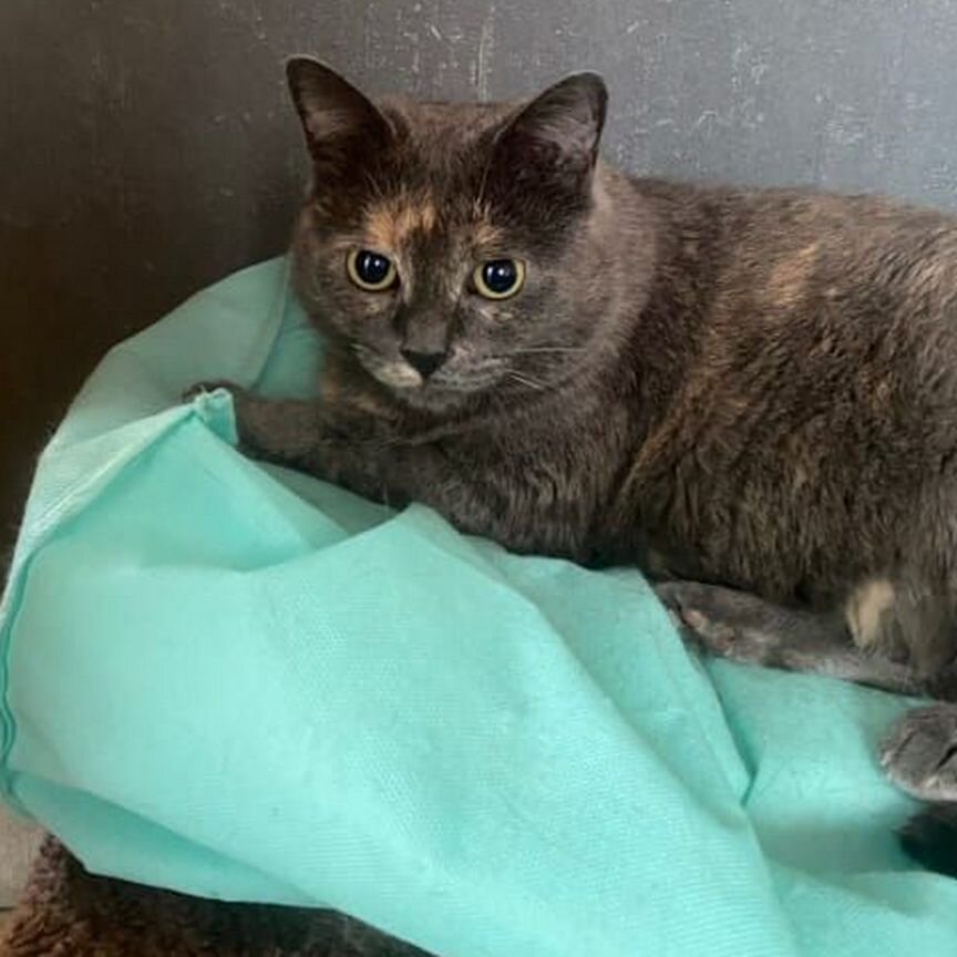 Взрослая, Девочка кошка в добрые руки