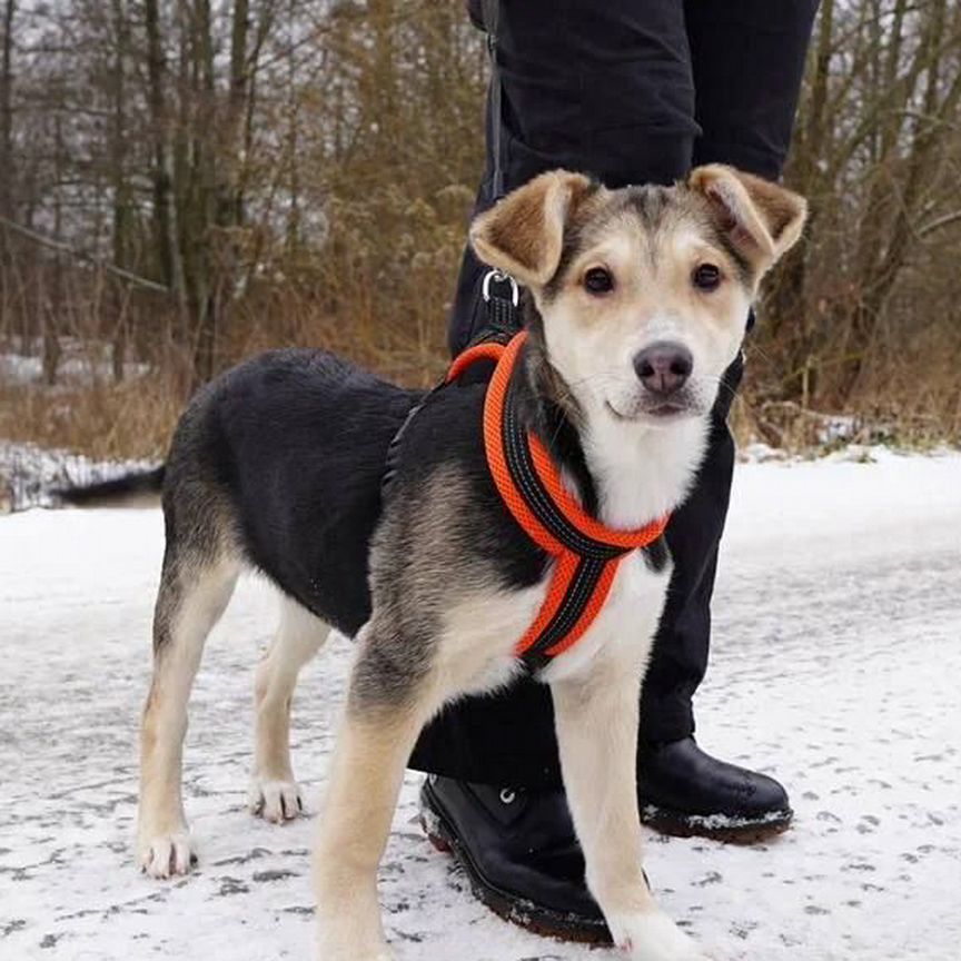 Щенок в добрые руки