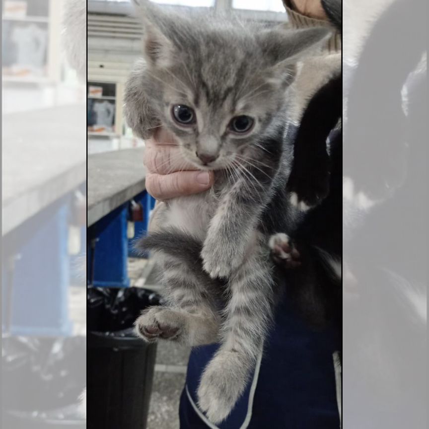 Котята