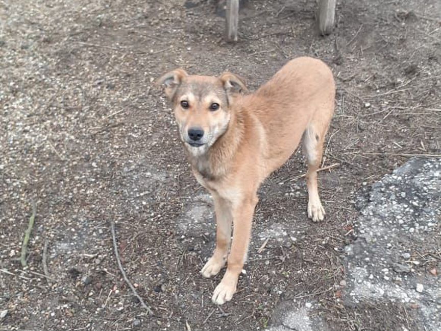 Юне не место на цепи