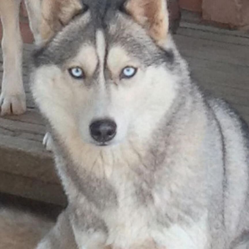 Отдам в добрые руки хаски