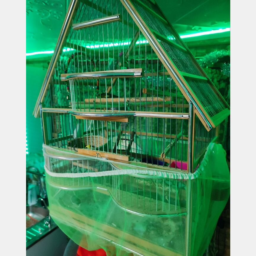 Продаю канареек