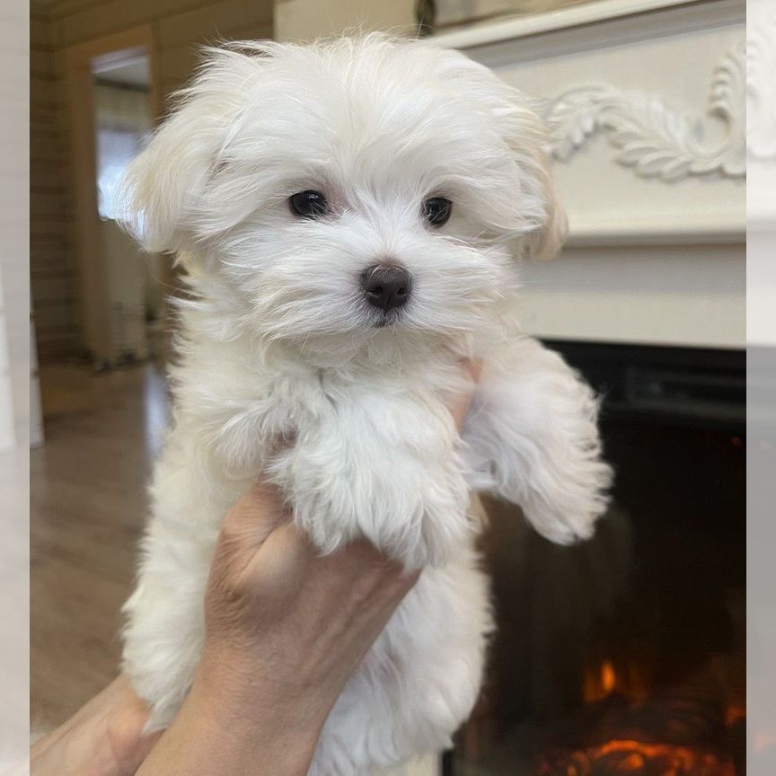 Мальтийская болонка, щенок