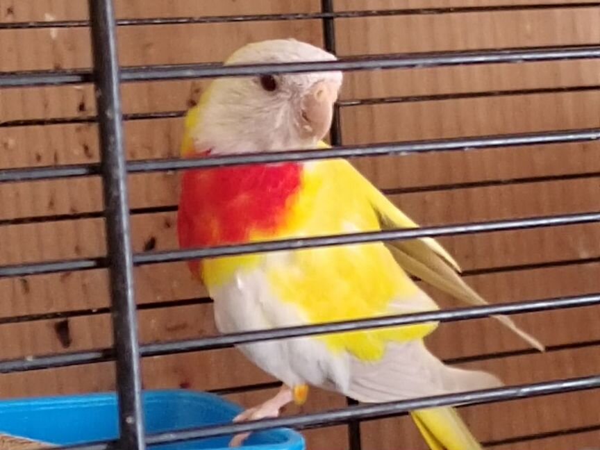 Глянцевые попугаи