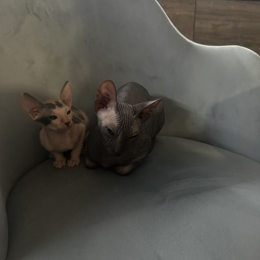 Пара Донских сфинксов