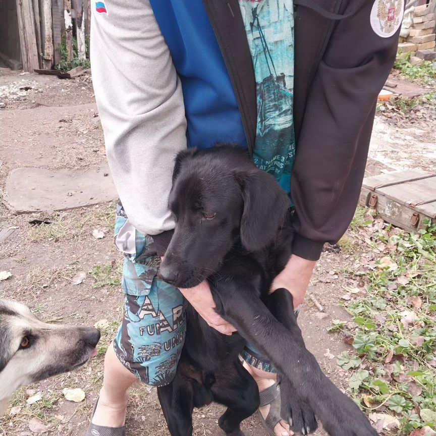 Щенок лабрадора 5 месяца