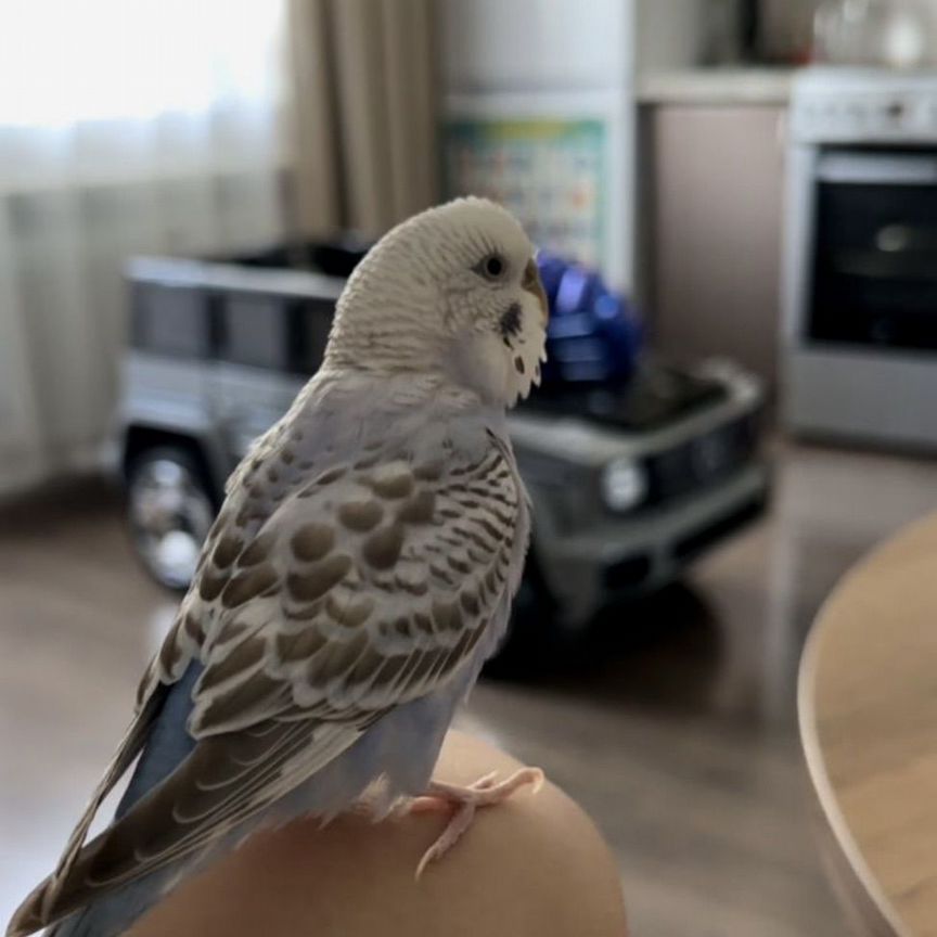 Волнистые попугаи