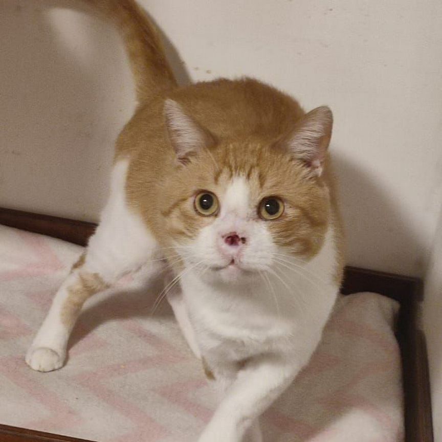 Сема ищет дом