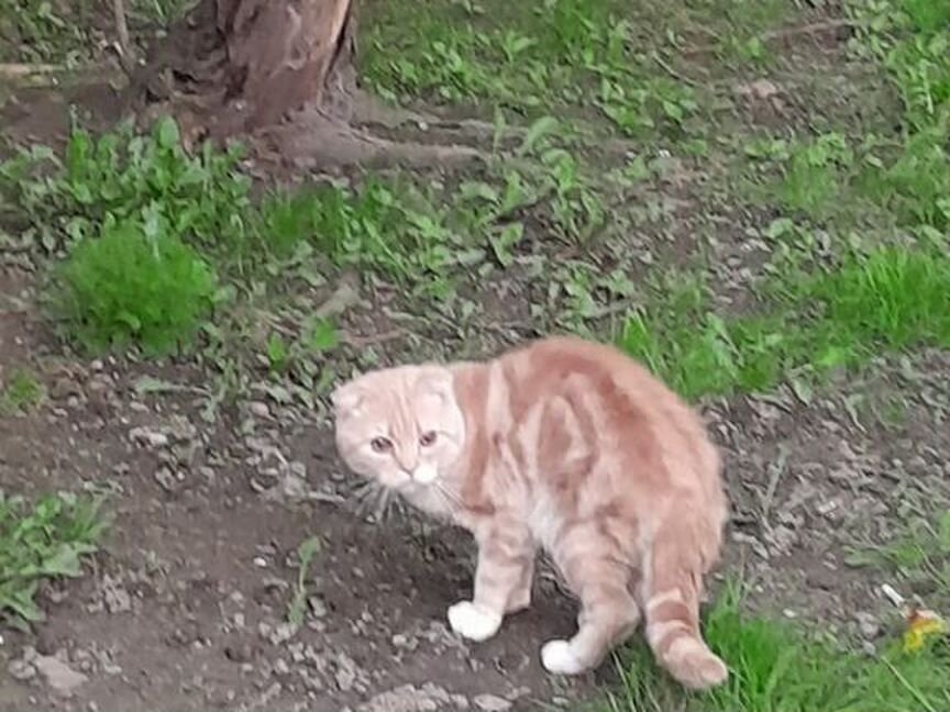 Шотландский вислоухий кот