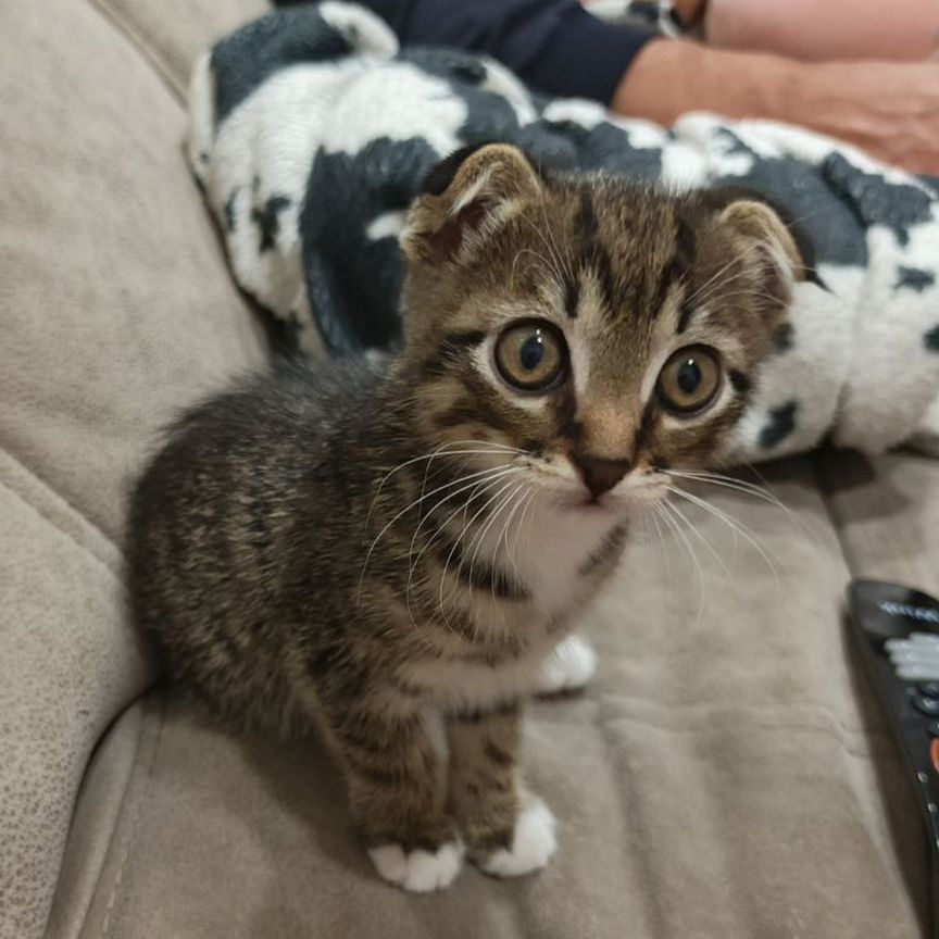 Шотландский веслоухий котик