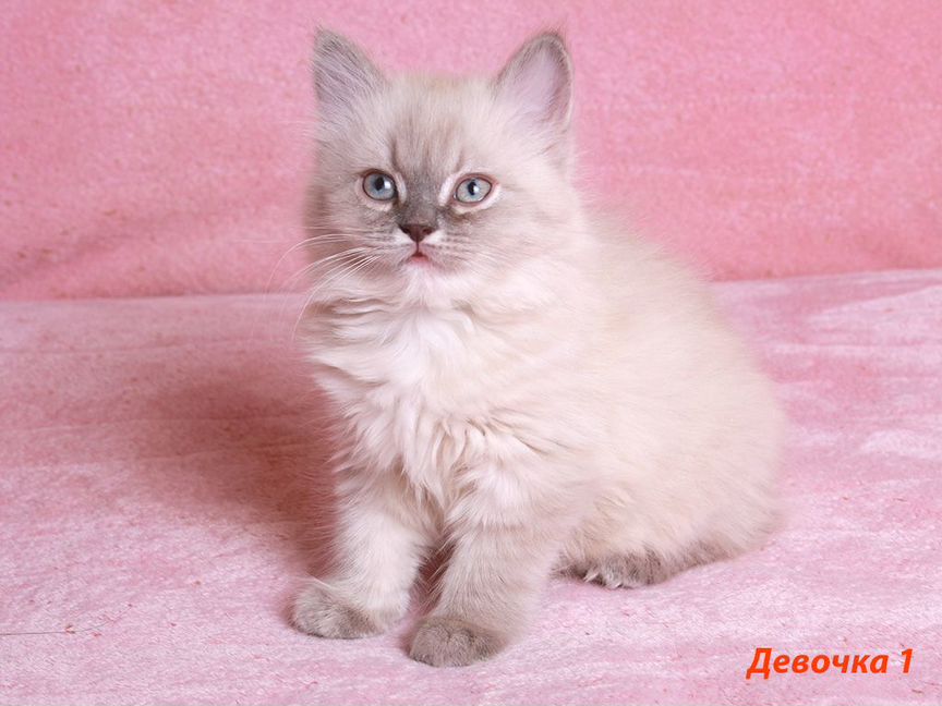 Невские маскарадные котята