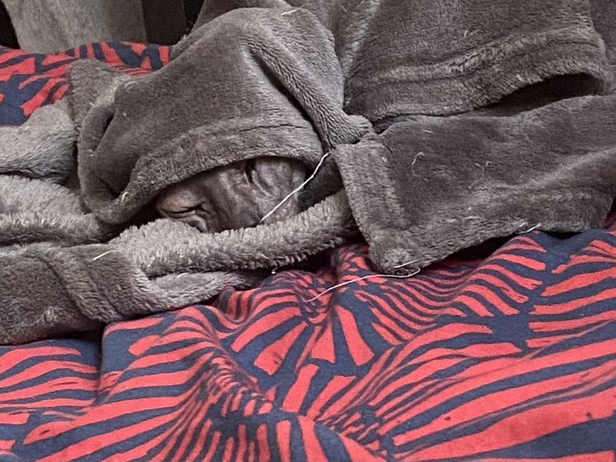 Донсокй Сфинкс