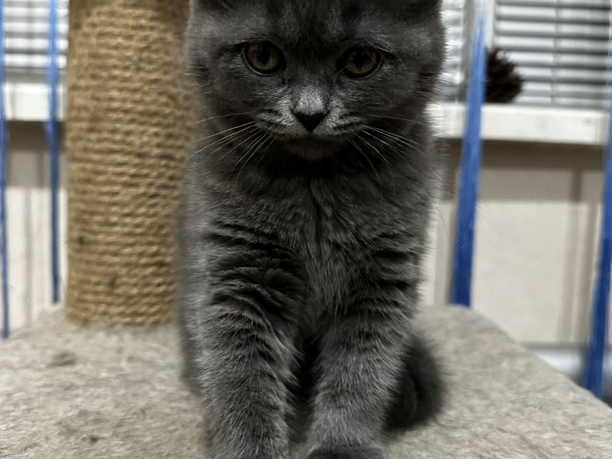 Котенок