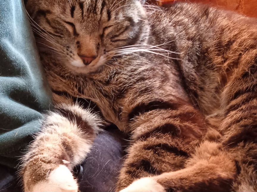 Котики в добрые руки