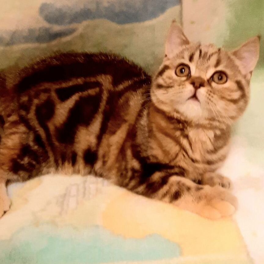 Шотландский прямоухий короткошёрстный котёнок