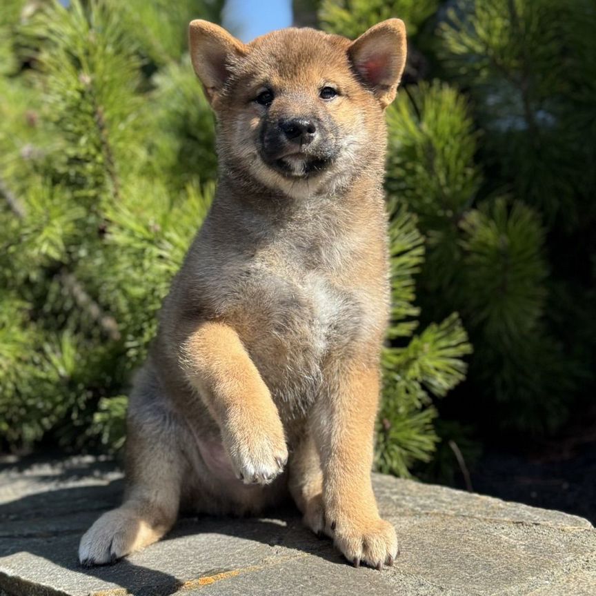 Сиба-ину, щенок